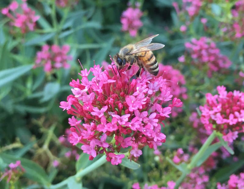 Bee Pollinating Beautiful Pink Flowers Stock Photo - Image of beautiful ...