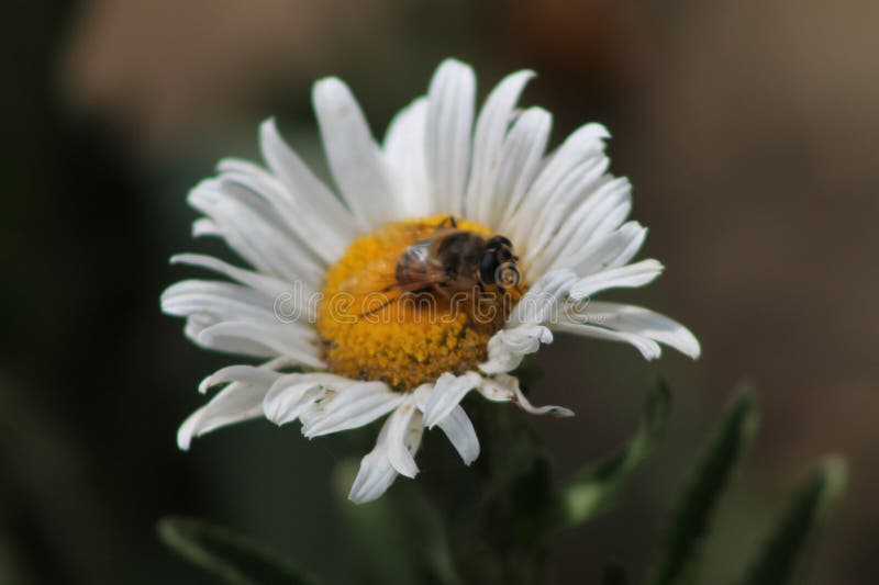 Bee Pollinating on a Big Daisy Stock Photo - Image of insect, petalls ...