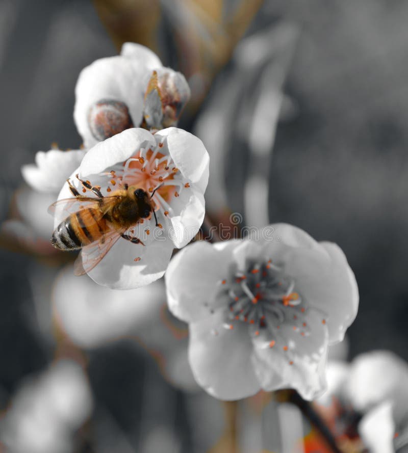 Bee Pollinating a Blossom Pear Tree, Close-up Stock Photo - Image of ...