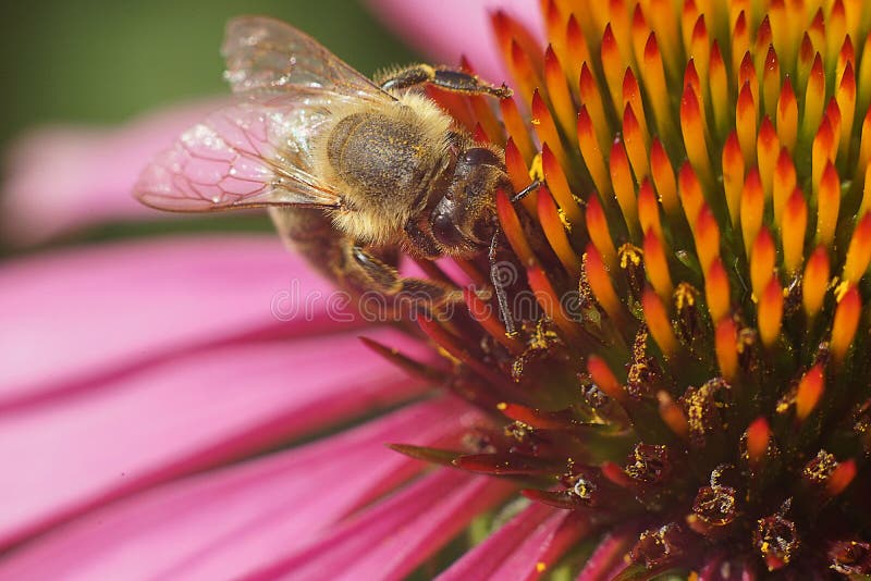 Bee Pollinating Blossom Purple Coneflower, Macro Stock Image - Image of ...