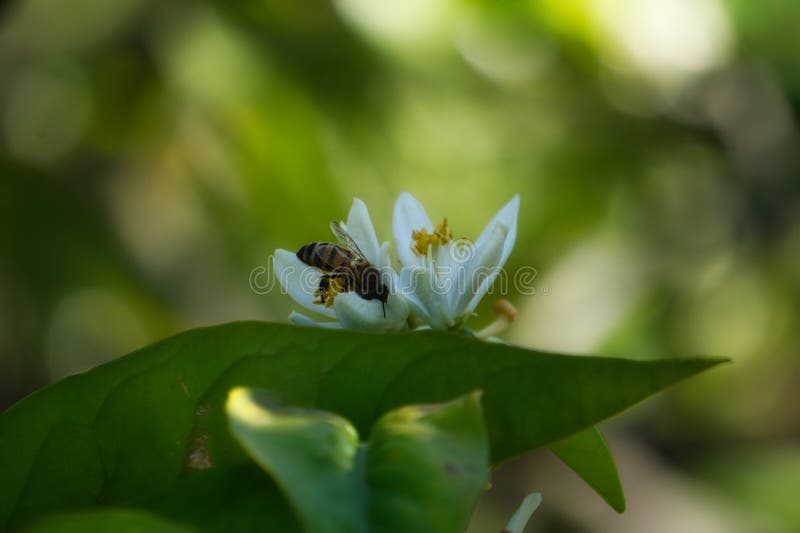 Bee Pollinating the Blossoms of an Orange Tree Stock Image - Image of ...