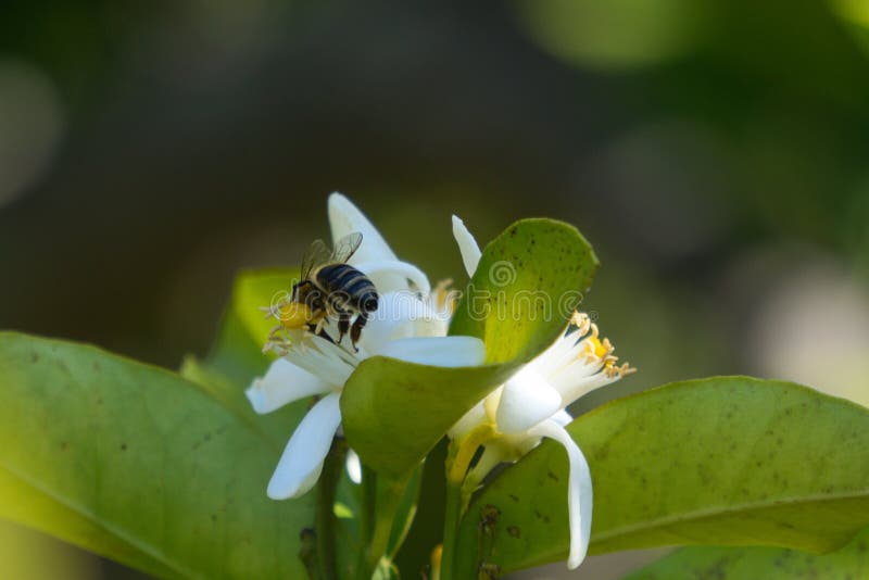 Bee Pollinating the Blossoms of an Orange Tree Stock Photo - Image of ...