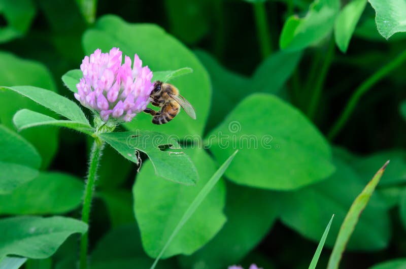 Bee Pollinating Clover Flower Stock Image - Image of pollinates ...