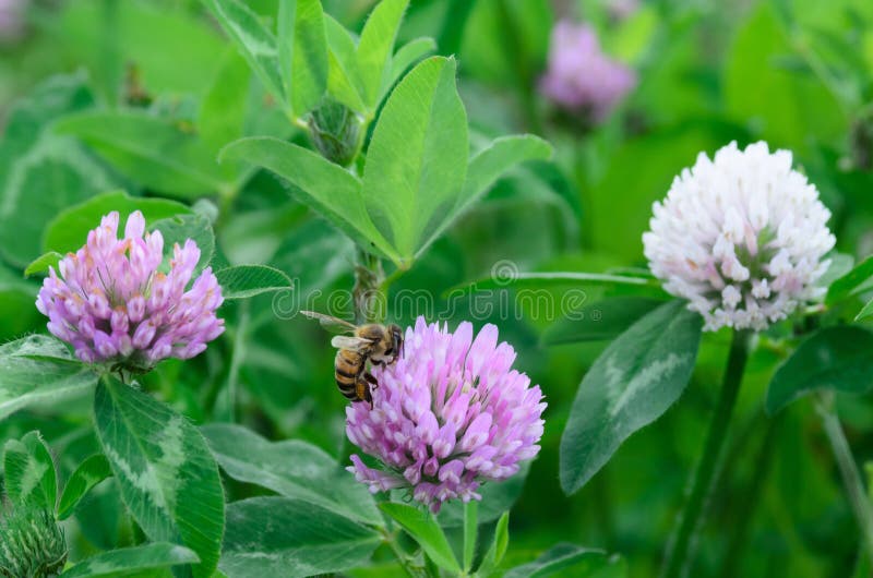 Bee Pollinating Clover Flower Stock Image - Image of pollinates ...
