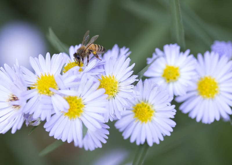 Bee Pollinating Daisies stock photo. Image of daisies - 130231968