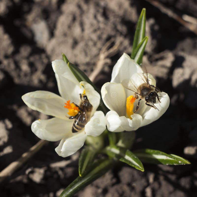 Bee Pollinating the Early Spring Flowers - White Crocus. Two Crocuses ...