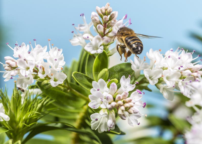 Bee pollinating stock image. Image of flowers, petal - 41204843