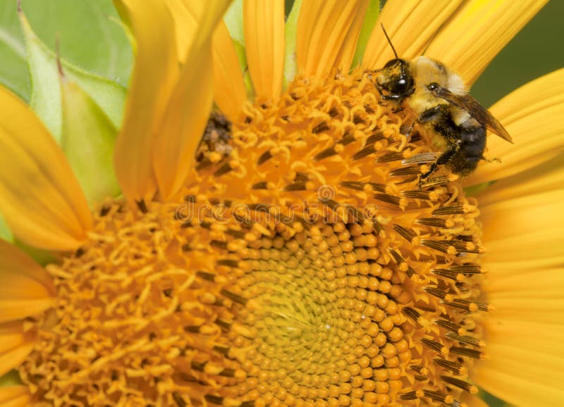 Bee Pollinating a Flower stock photo. Image of black - 15644524