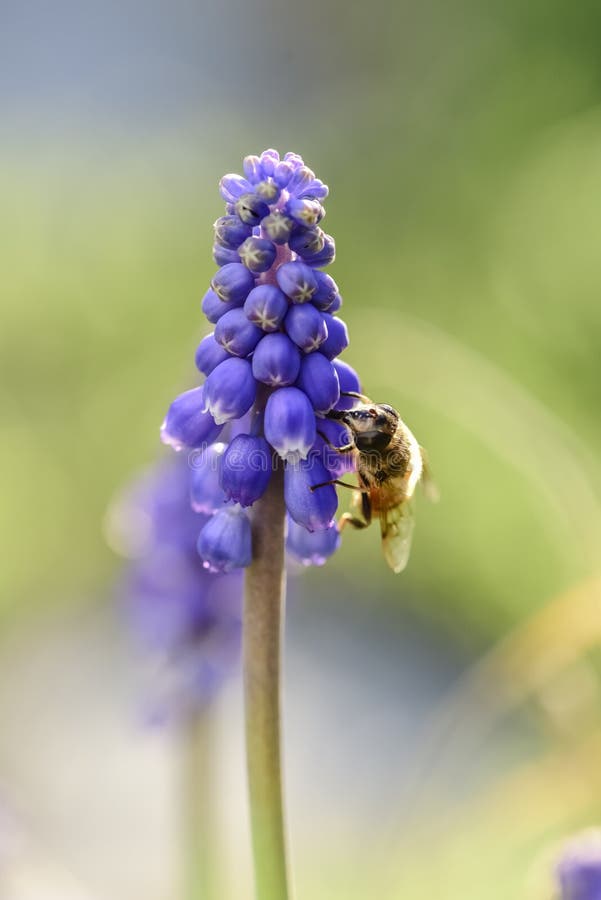 Bee pollinating a flower stock image. Image of pampa - 215543021