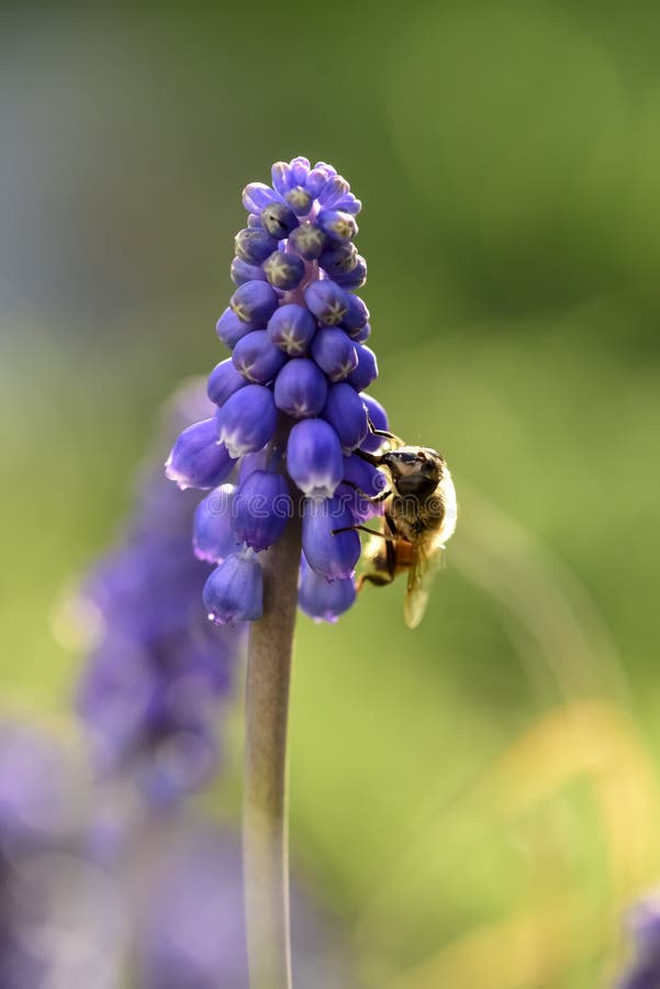 Bee pollinating a flower stock photo. Image of agriculture - 215549568