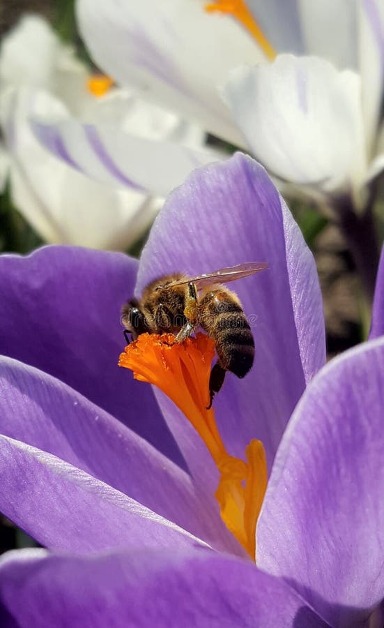 Bee pollinating a flower stock photo. Image of pink - 272588610