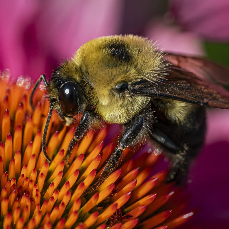 Bee pollinating a flower stock image. Image of floral - 320656177