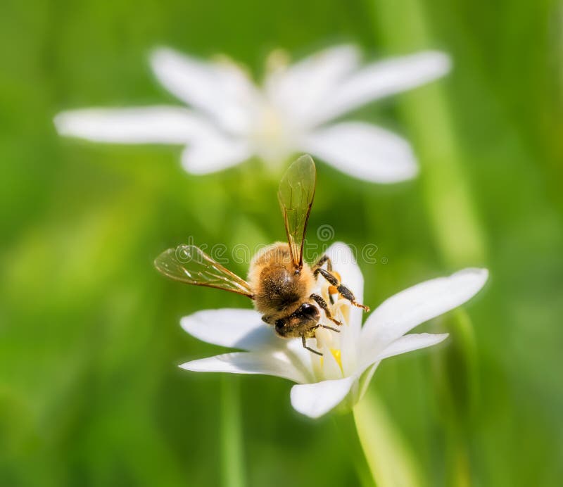 Bee pollinating a flower stock photo. Image of hexapod - 215549588