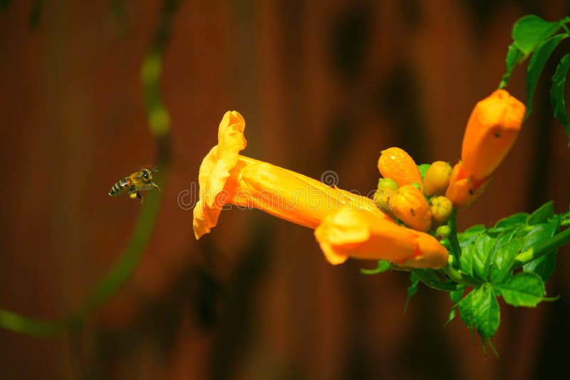 Bee stock photo. Image of land, trumpet, german, landscape - 57651974