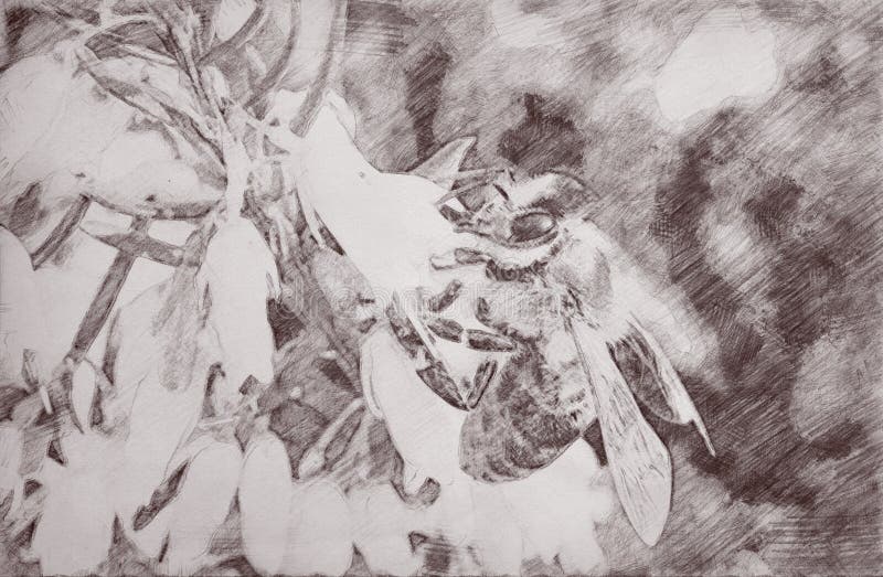 Bee Pollinating a Flower. Charcoal or Graphite Drawing Stock Image ...