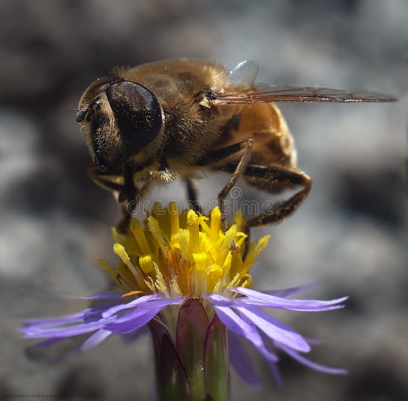 Bee Pollinating a Flower. Macro Stock Image - Image of spring, color ...