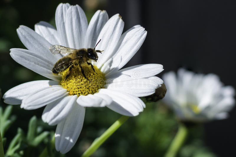 Bee Pollinating a Flower in Spring Stock Image - Image of flowers ...