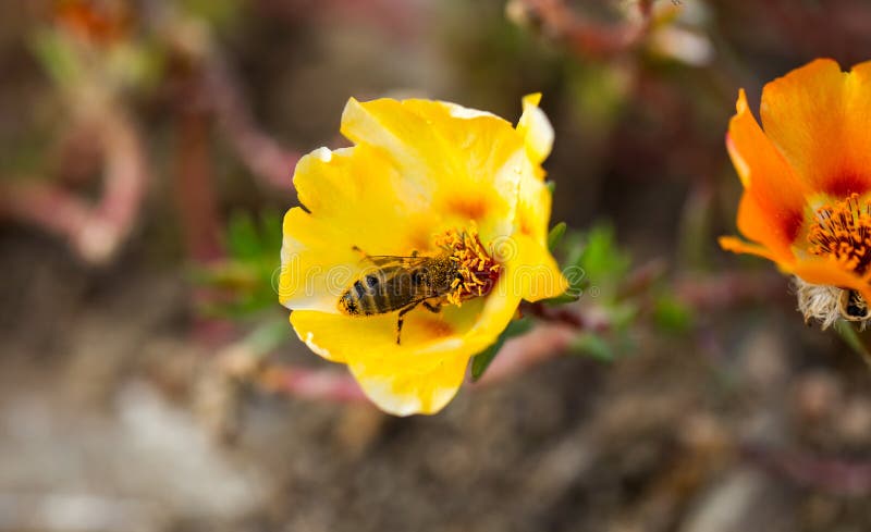 Bee pollinating a flower stock image. Image of botanical - 89029313