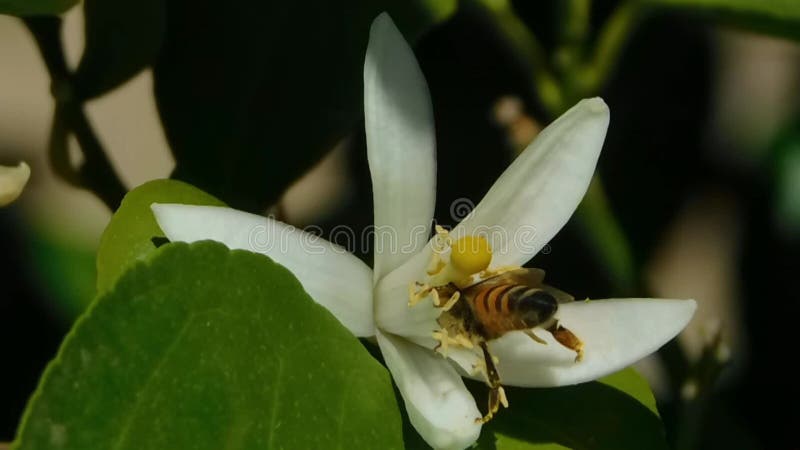 Bee Pollinating a Flowering Orange Tree Stock Video - Video of ...