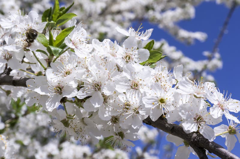 Bee Pollinating Flowering Tree Stock Photo - Image of worker, wing ...