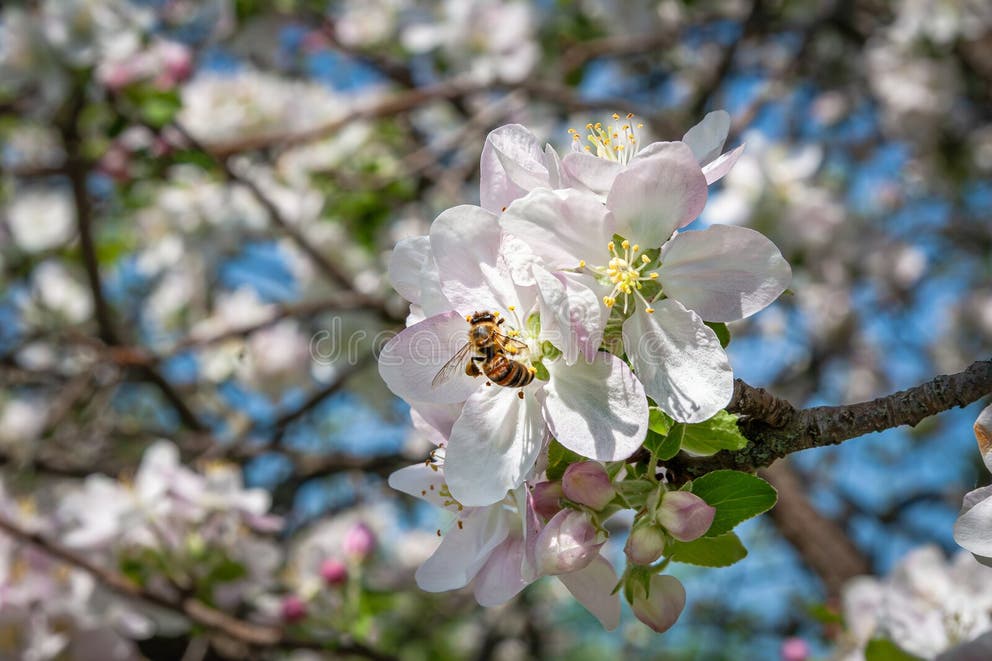 Bee Pollinating Flowers of an Apple Tree at Springtime Stock Photo ...