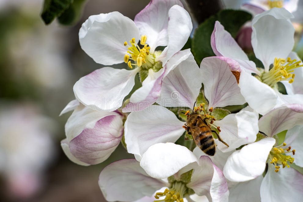 Bee Pollinating Flowers of an Apple Tree at Springtime Stock Image ...