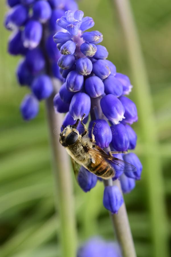 Bee pollinating flowers, stock photo. Image of garden - 222187210