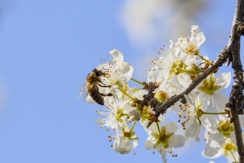 A Bee Pollinating the Flowers of a Tree Stock Image - Image of spring ...