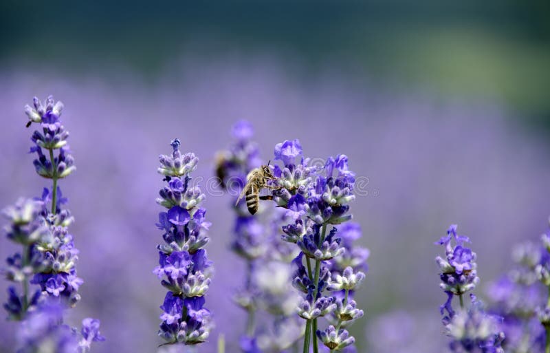 Bee Pollinating Lavender Flower Stock Image - Image of lavander ...