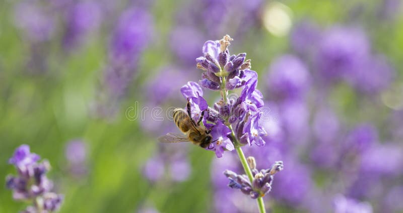 Bee Pollinating Lavender Flower Stock Photo - Image of pollinating ...