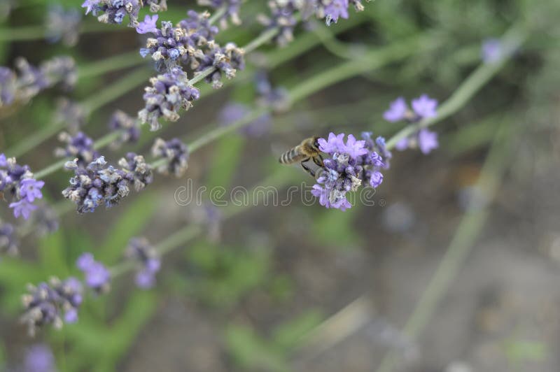 Bee Pollinating a Lavender Flower in a Summer Flower Bed for Honey ...
