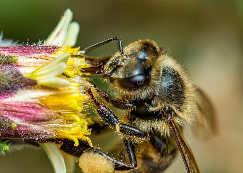 Bee Pollinating Mexican Daisy Flower or Tridax Procumbens Stock Image ...