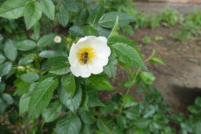 Bee Pollinating Single White Flower of Dog Rose in May Stock Image ...