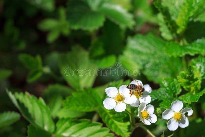 Bee Pollinating Strawberry Blossom Stock Image - Image of plant, bloom ...