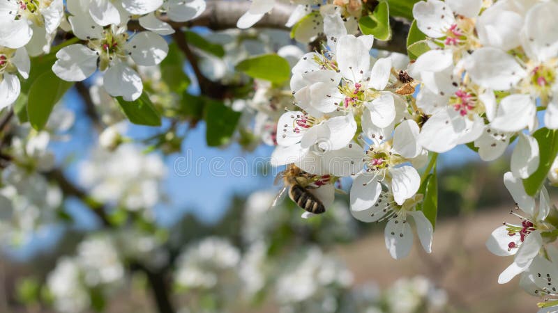 A Bee Pollinating White Apple Blossoms Stock Photo - Image of ...