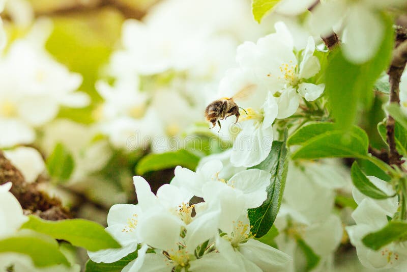 Bee Pollinating a White Apple Tree Flower Stock Photo - Image of ...