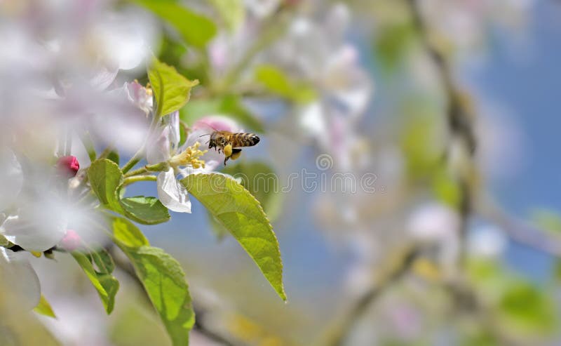 Bee Full of Pollen on White Flowers of Apple Tree Stock Image - Image ...