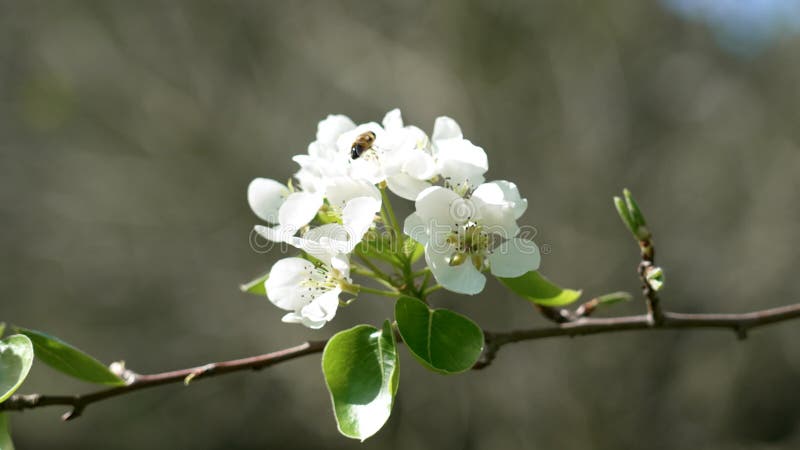 A Bee Pollinating White Flowers of Wild Pear Tree. Pyrus Pyraster Bloom ...