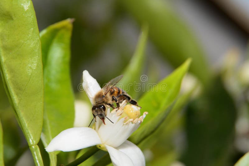 Worker Bee Working On Pollination Stock Image - Image of stamen, macro ...