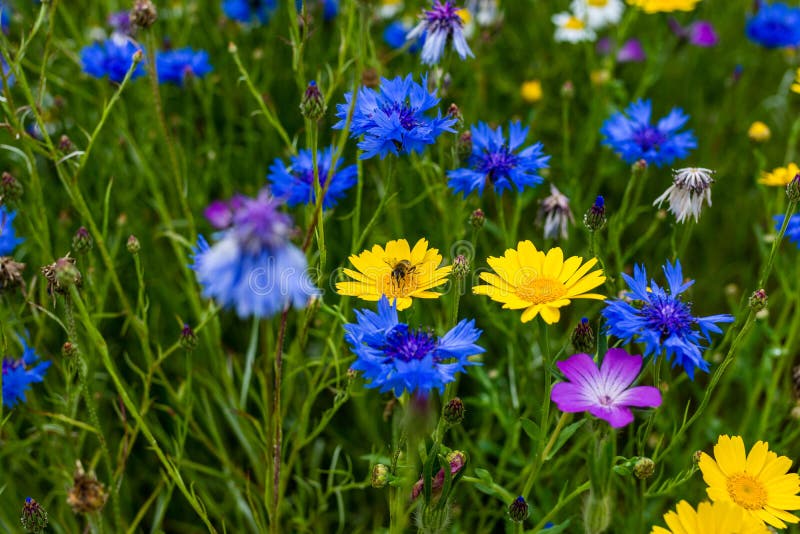 A Bee Pollinating on a Yellow Daisy Stock Photo - Image of nature, blue ...