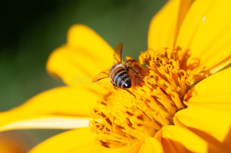 Busy Bee Pollinating a Beautiful Yellow Flower. Stock Image - Image of ...