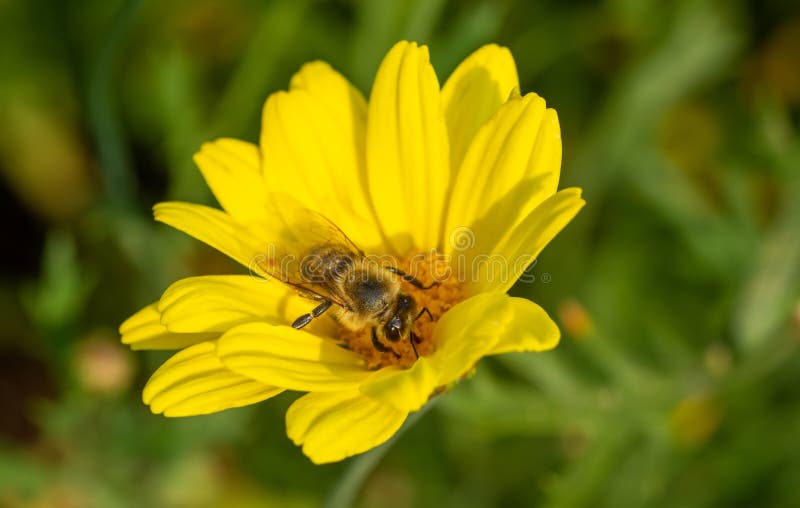 Bee Pollinating a Yellow Flower. Close-up Detail. Stock Photo - Image ...