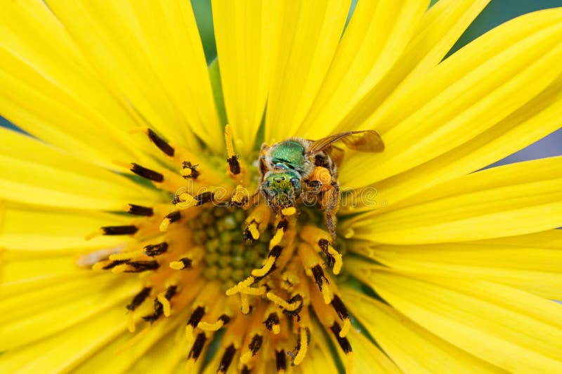 Bee Pollinating Yellow Flowers in the Garden. Stock Image - Image of ...