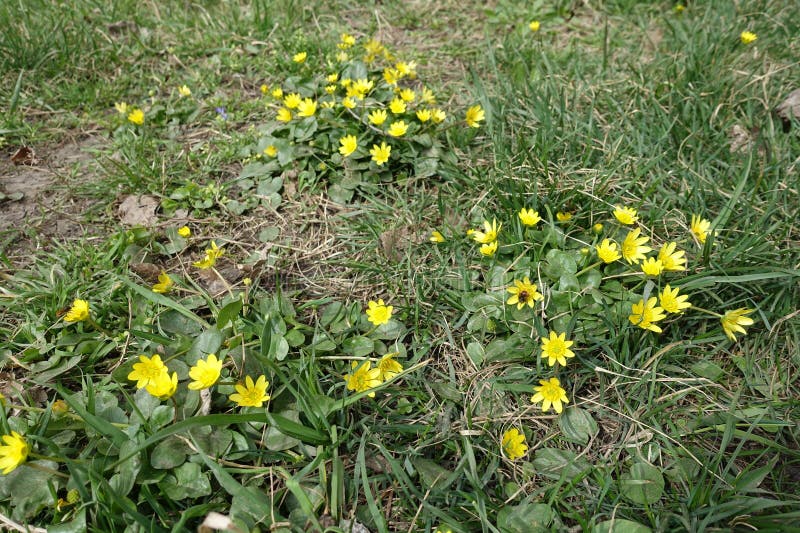 Bee Pollinating Yellow Flowers of Lesser Celandine Stock Image - Image ...