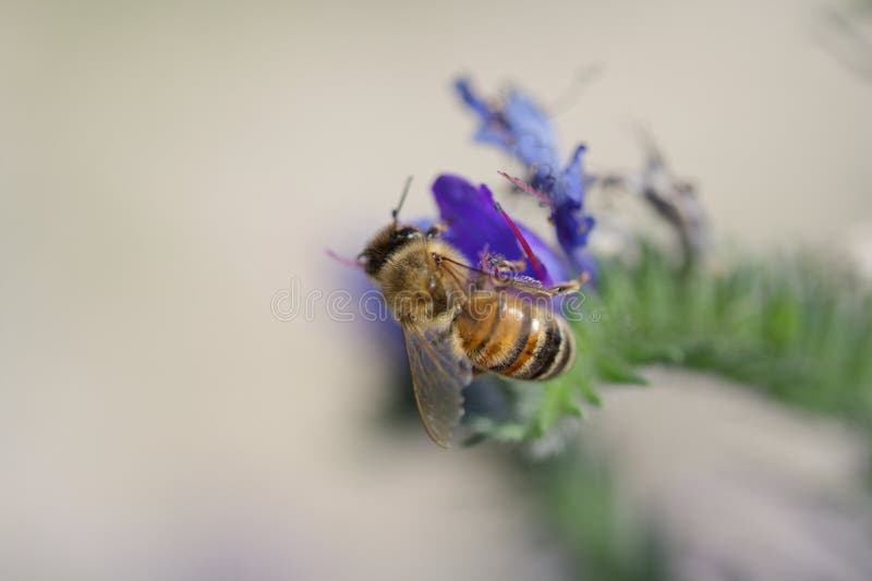 A bee during pollination stock photo. Image of pollination - 120993062