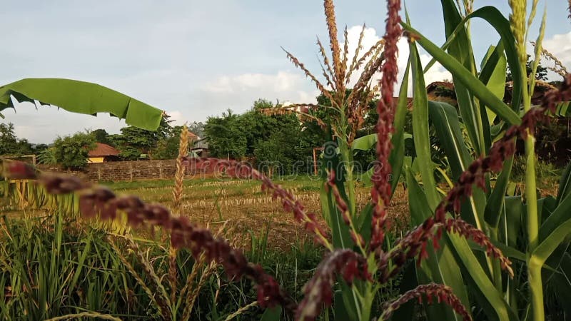 Bee Pollination of Corn Flowers in Rice Fields Stock Footage - Video of ...