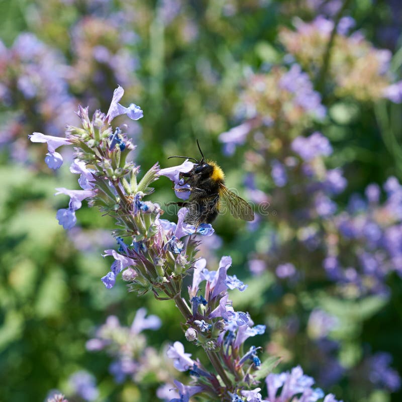 Bee pollination a flower stock image. Image of busy, color - 15675549