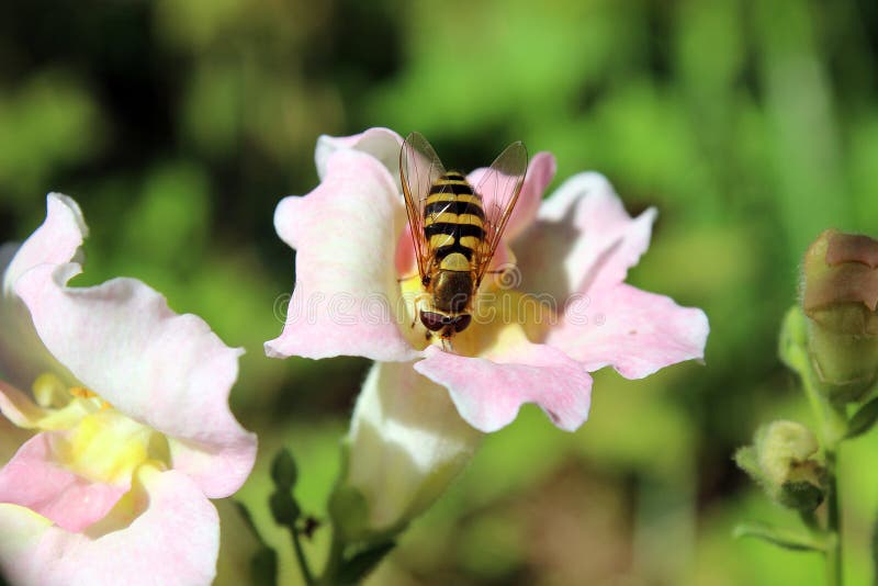 Bee pollination snapdragon stock photo. Image of annual - 45044328