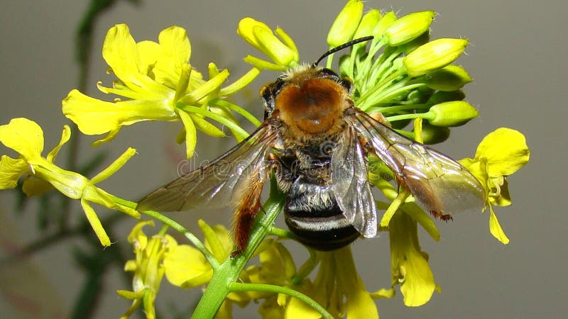 129 Pollen Monster Stock Photos - Free & Royalty-Free Stock Photos from ...