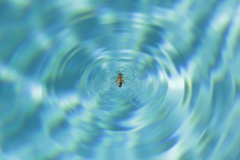 Bee in a Pool stock image. Image of liquid, insect, kilmer - 82318981